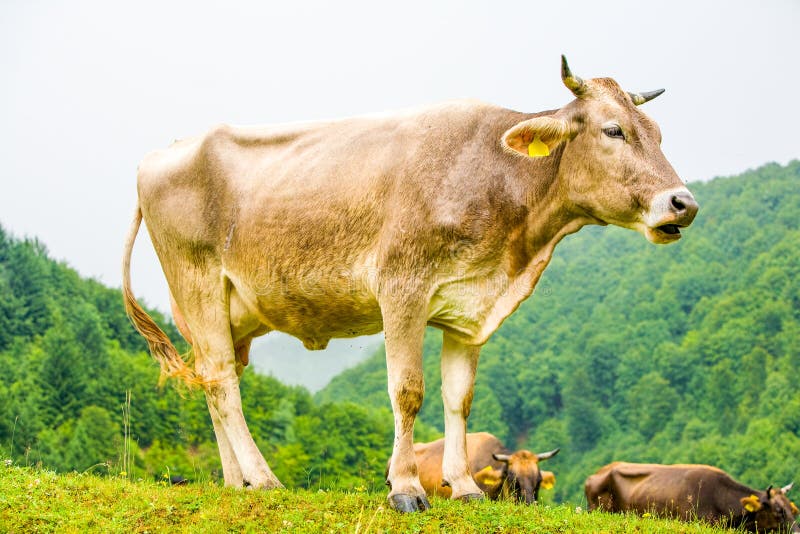 Vaca Marcada Fotos de stock - Fotos libres de regalías de Dreamstime
