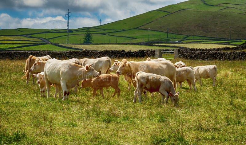 Ganado De Carne En Un Prado Verde Imagen de archivo - Imagen de carne ...