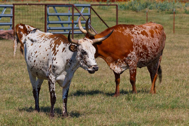 Ganado de Corriente foto de archivo. Imagen de oklahoma - 41560544
