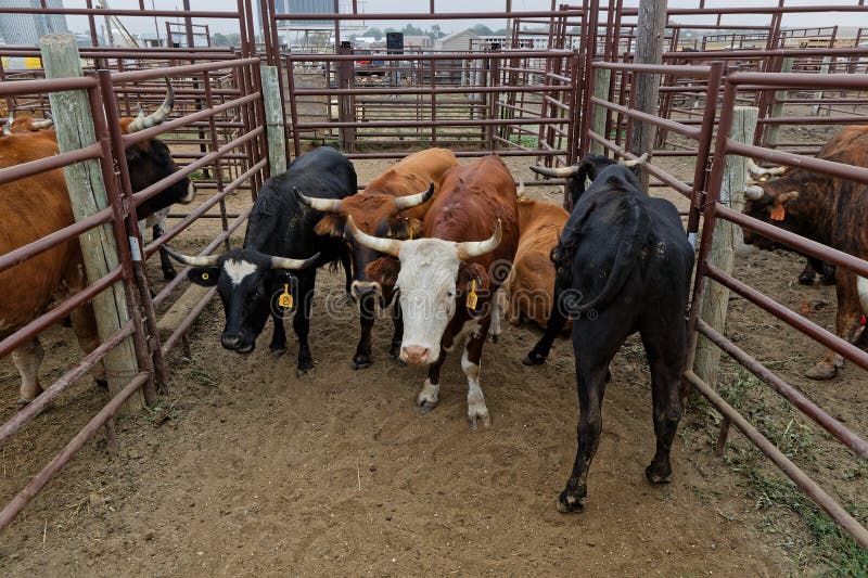 Ganado De Corriente Que Espera En Las Jaulas Foto de archivo editorial ...