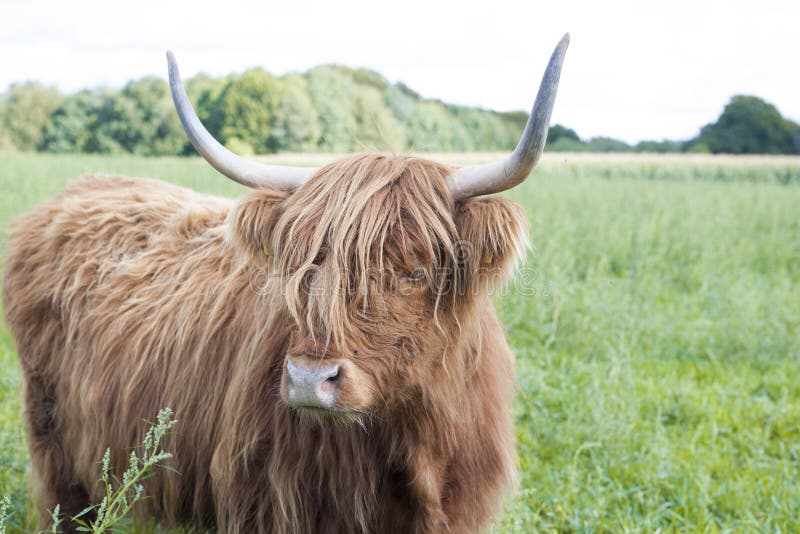 Ganado de Gallaway foto de archivo. Imagen de piel, filete - 40185334