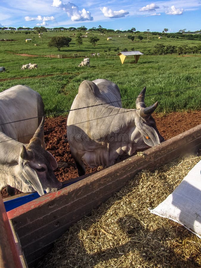Ganado de Guzera foto de archivo editorial. Imagen de ganado - 97774043