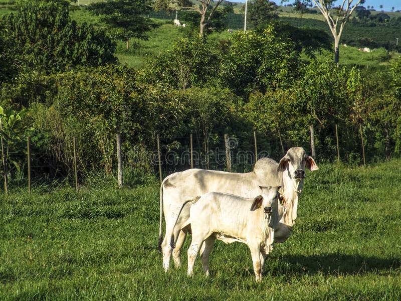Ganado de Guzera foto de archivo. Imagen de nube, vaca - 97773588