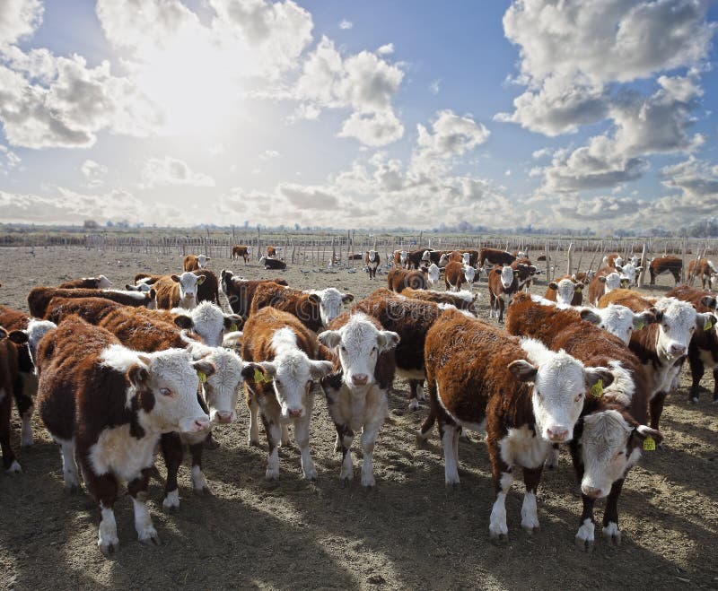 Ganado de Hereford imagen de archivo. Imagen de mestizo - 92271343