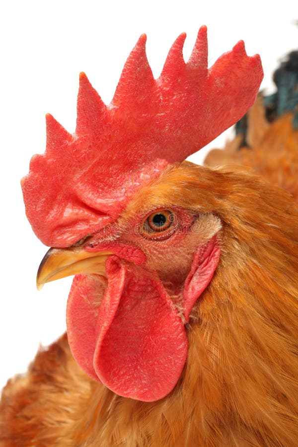 Ganado De La Gallina Del Pollo Foto de archivo - Imagen de primavera ...