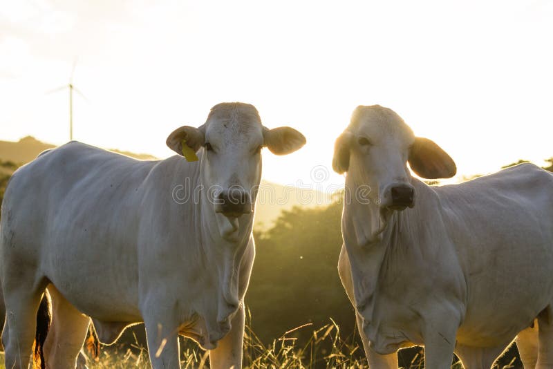 Ganado Del Brahmán - Bos Indicus Imagen de archivo - Imagen de belleza ...