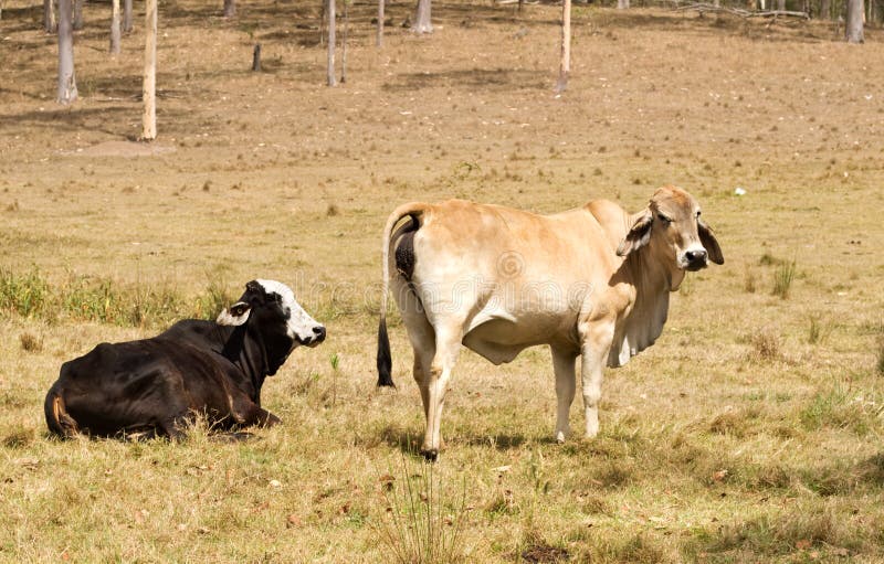 Ganado Del Brahman Dos Vacas En Granja Foto de archivo - Imagen de ...