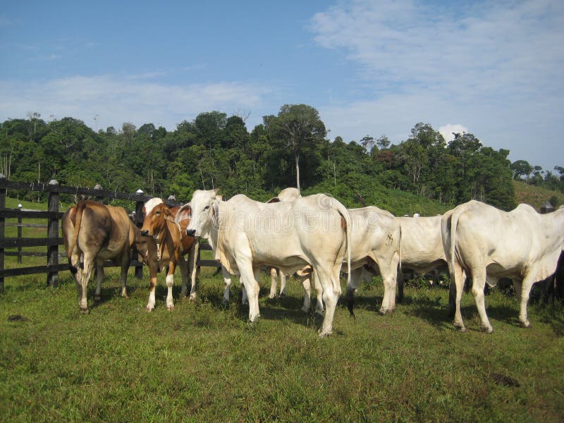 Ganado del cebú imagen de archivo. Imagen de vacas, manada - 79336973