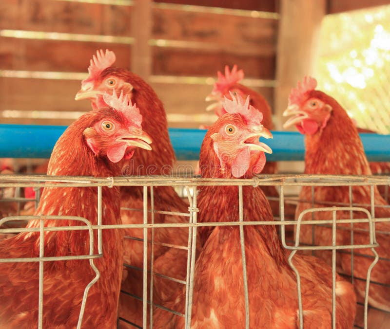 Ganado del pollo rojo foto de archivo. Imagen de retrato - 27963194