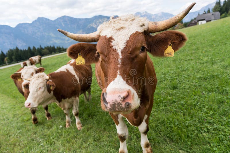 Ganado del Simmental foto de archivo. Imagen de existencias - 130437950