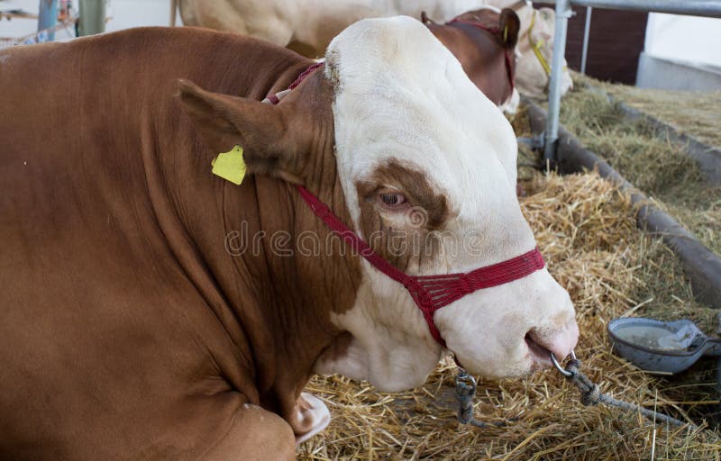 Simmental Bull imagen de archivo. Imagen de carne, granja - 5999819