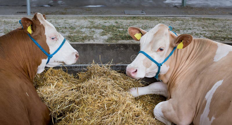 Ganado Del Simmental En Establo Imagen de archivo - Imagen de carne ...
