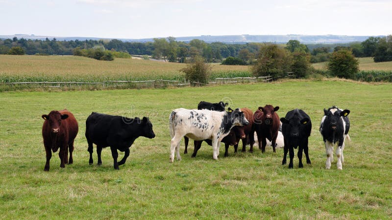 Un Toro Montando Una Vaca En Un Campo De Ganado Foto de archivo ...