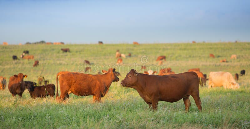 Ganado Pastando En Pastos En El Rancho Foto de archivo - Imagen de ...