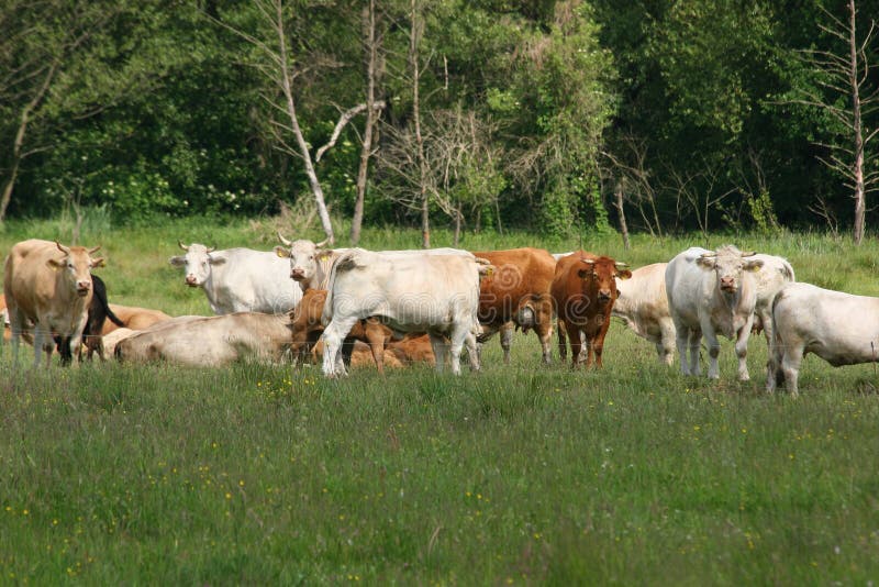 Ganado pastando imagen de archivo. Imagen de escénico - 19741513