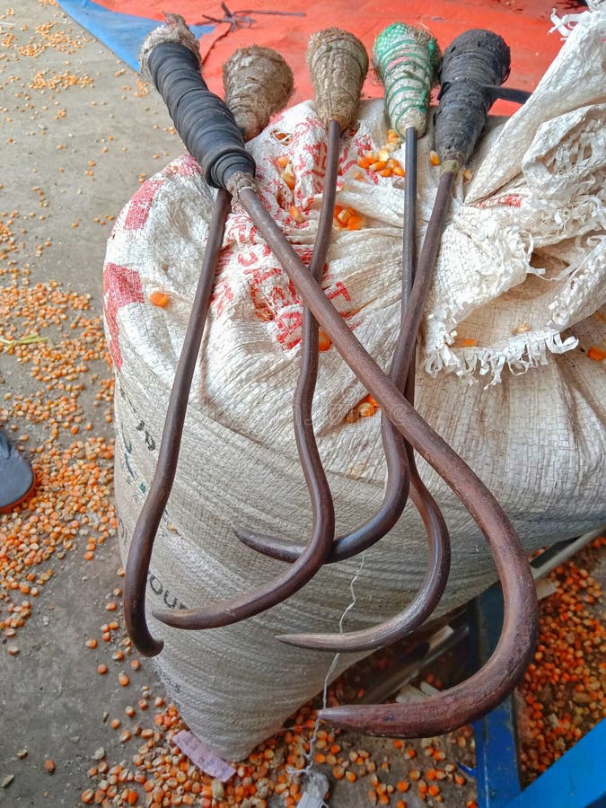 Ganco is a Traditional Indonesian Agricultural Tool Stock Photo - Image ...