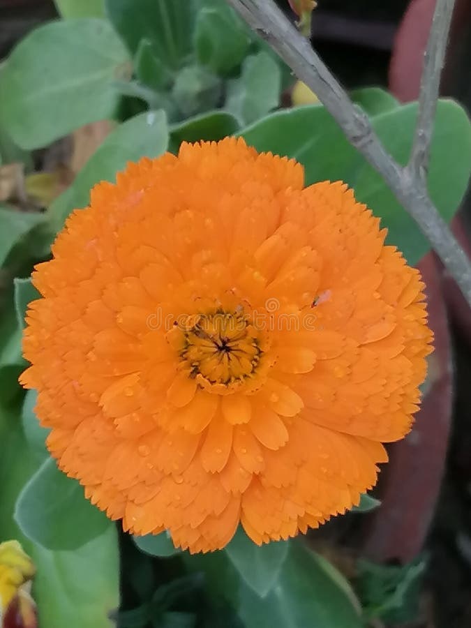 A Ganda flower stock image. Image of plant, tree, green - 241124049