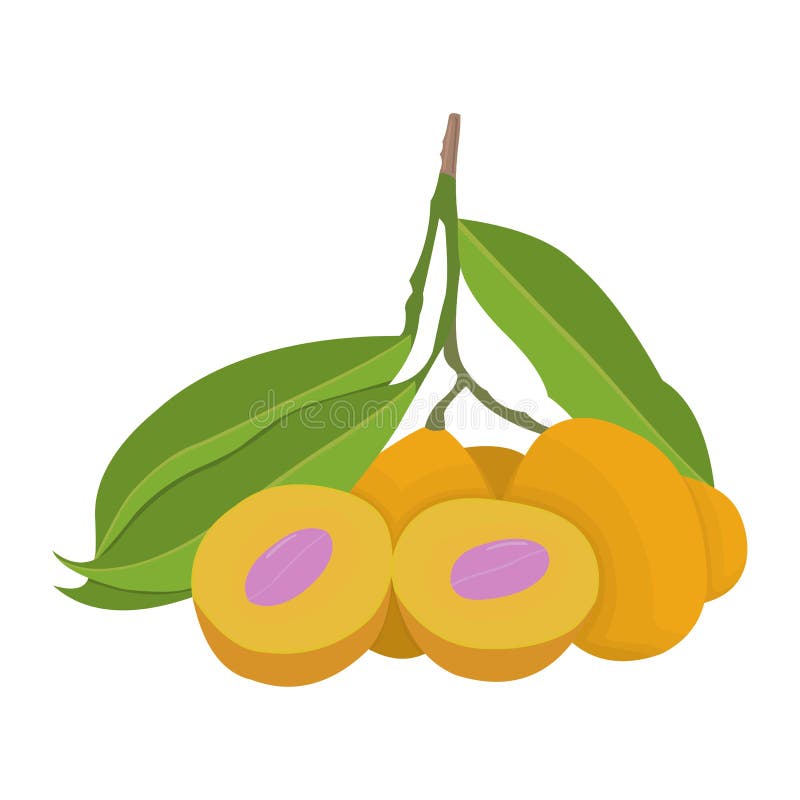 Gandaria Fruit Vector stock vector. Illustration of nutrition - 245648281