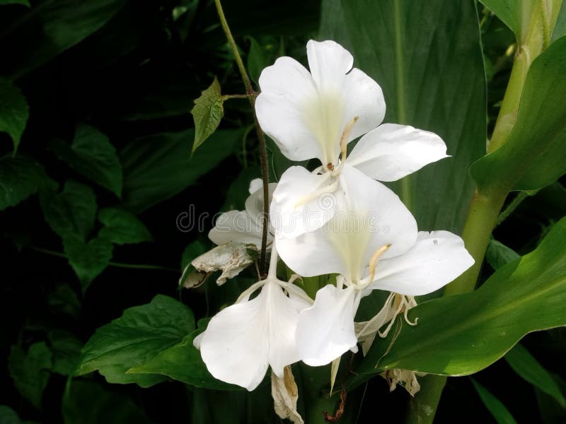 Gandasuli Flowers Stock Photos - Free & Royalty-Free Stock Photos from ...