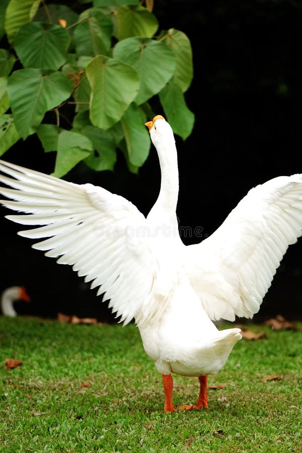 Gander stock image. Image of duckling, goose, grassland - 5460109