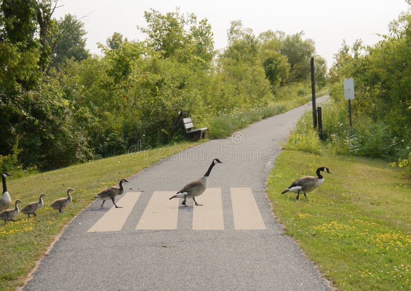 Geese crossing pathway stock photo. Image of crossing - 30208598