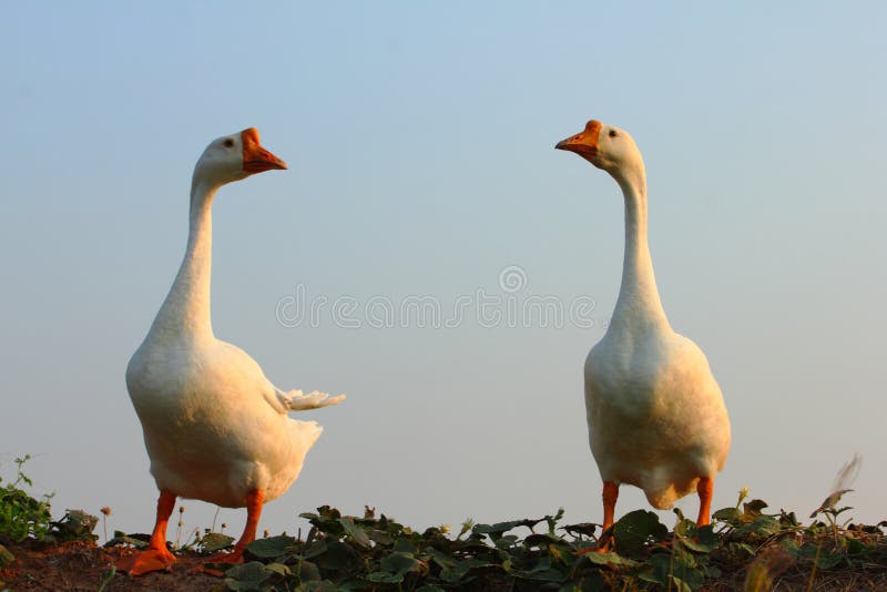 Gander and Goose stock image. Image of goose, bluesky - 53059863