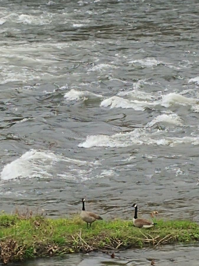 Gander River flow stock image. Image of flow, river - 155037959