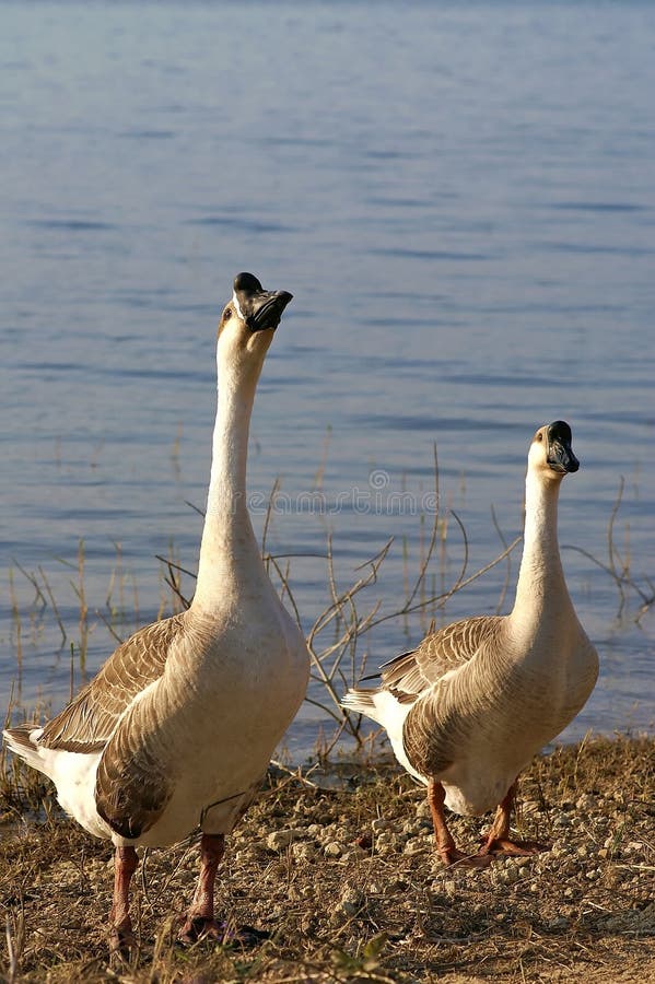 Gander stock image. Image of creature, life, nature, wallpaper - 41936841