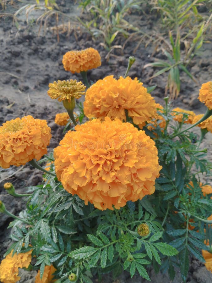 Gandha Flower so sweet stock image. Image of sweet, group - 134822463