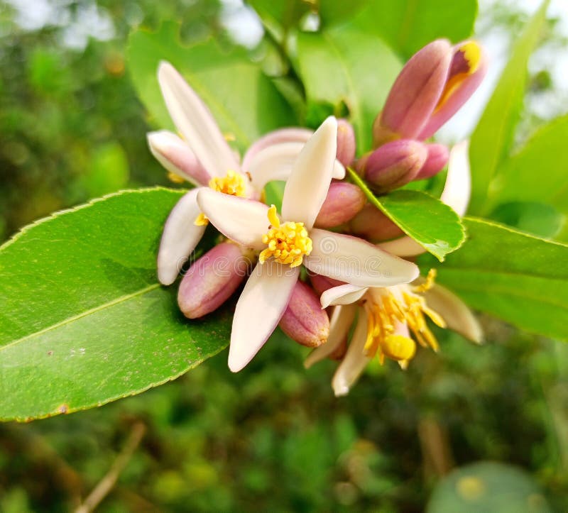 Gandharaj Stock Photos - Free & Royalty-Free Stock Photos from Dreamstime