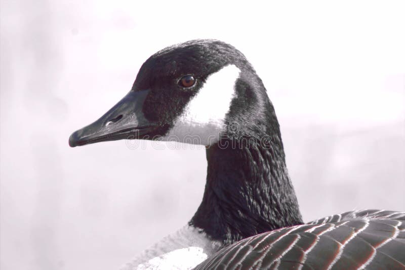 Gandy Goose stock image. Image of winter, head, eyes - 52324571