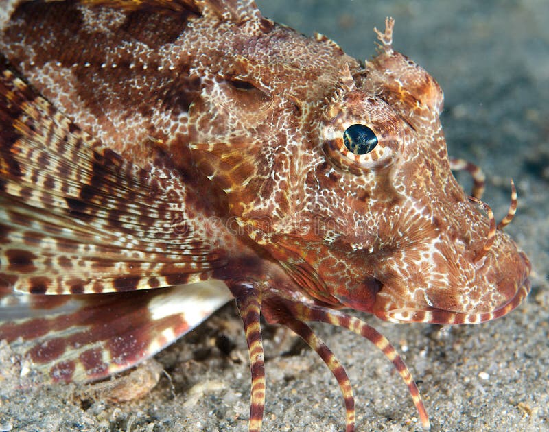 Ganeo de Bandtail foto de archivo. Imagen de florida - 17273516