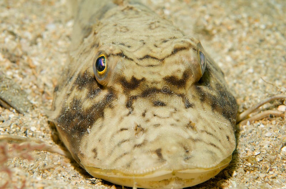 Ganeo del Bighead foto de archivo. Imagen de canal, escuela - 19633748