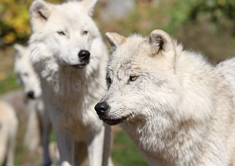 Gang of arctic wolf stock image. Image of animal, fall - 27050277