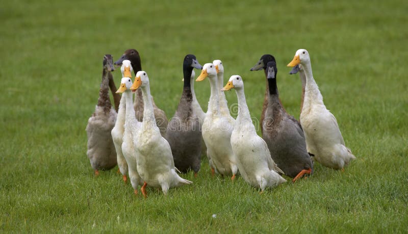 Flock of domestic ducks stock image. Image of herd, birds - 204725