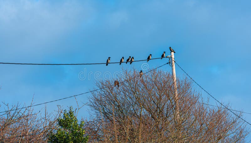 Gang of Hooded Crows, Corvus Corone Cornix, on a Power Line Stock Photo ...