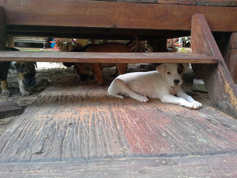 The gang 1 stock photo. Image of puppies, doggy, dogs - 130779204