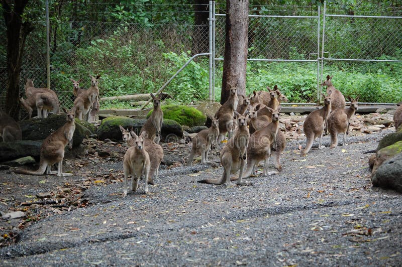 Gang of roos stock image. Image of kangaroos, brown, roos - 58997901