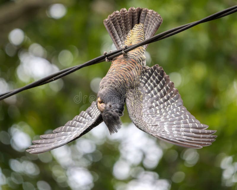 Ganggang Cockatoo Perching on Rope Stock Image - Image of ornithology ...
