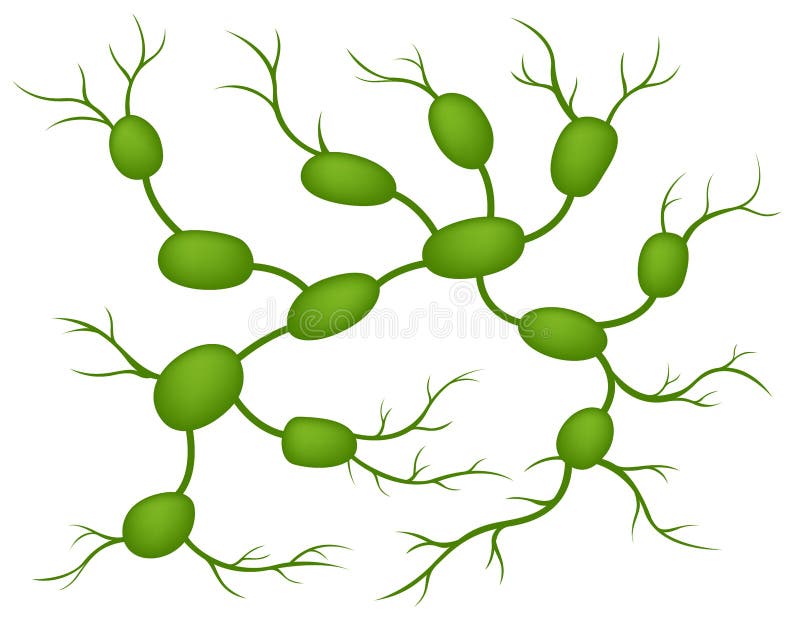 Ganglios linfáticos ilustración del vector. Ilustración de inmunidad ...