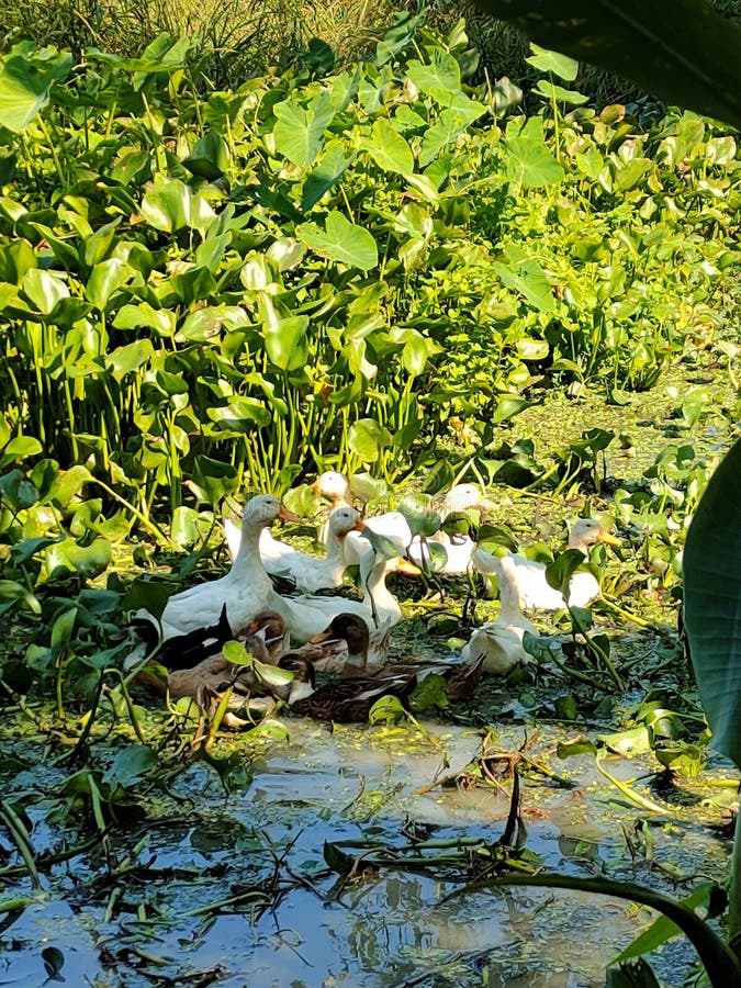 Gangs of duck stock image. Image of district, duck, assam - 210266279