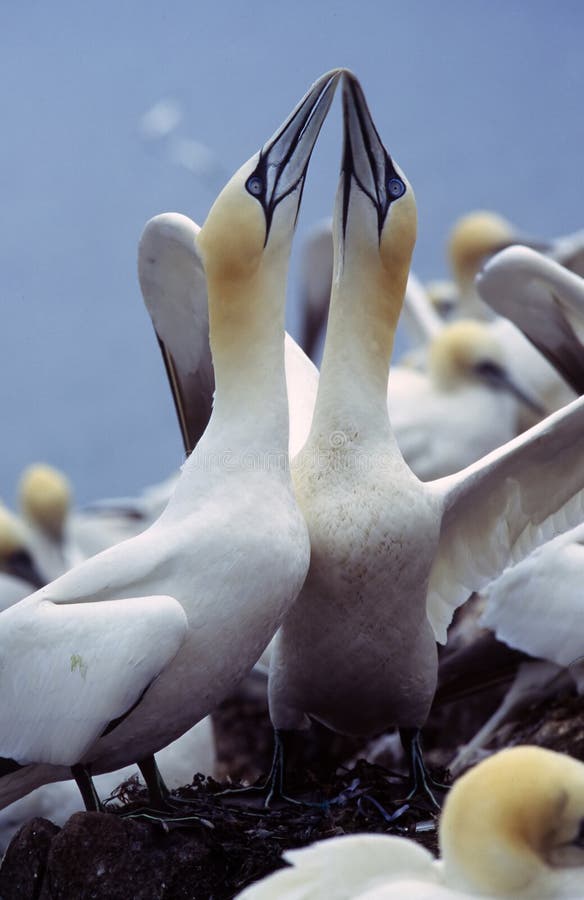 Gannet stock photo. Image of ceremony, gannets, nesting - 133290
