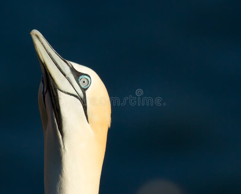 A gannet stock image. Image of photograph, island, firth - 23720335