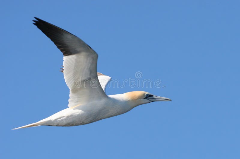 Gannet Bird Flying in Flight Stock Photo - Image of wings, seabird: 2674776