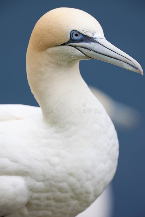 Northern Gannet stock image. Image of nature, beattie - 56355309