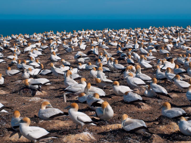 The Australasian Gannet Colony in New Zealand Stock Image - Image of ...