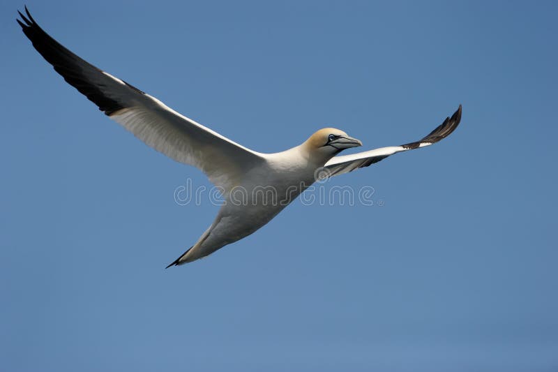 Flying Northern Gannet in Atlantic Ocean Following a Boat Stock Photo ...
