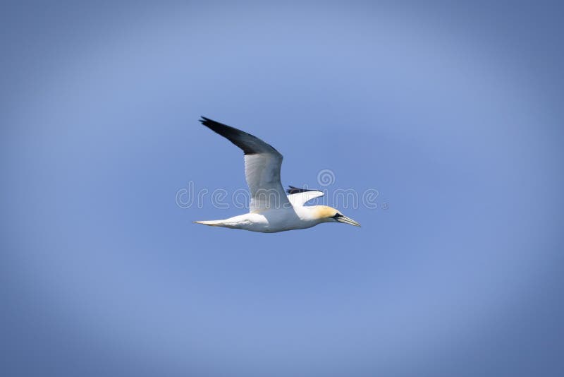 Gannet flying stock photo. Image of bird, white, flight - 94191796