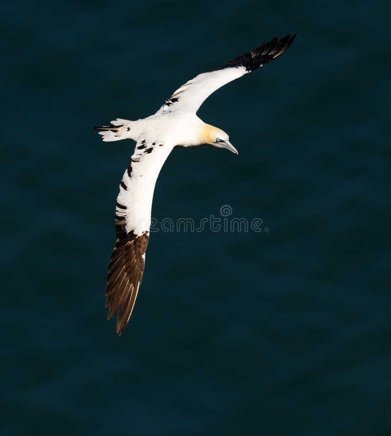 Air flow stock image. Image of blue, bird, exterior - 291503949