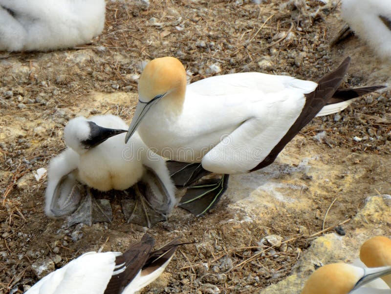 Gannet: mother and chick stock photo. Image of muriwai - 28004196